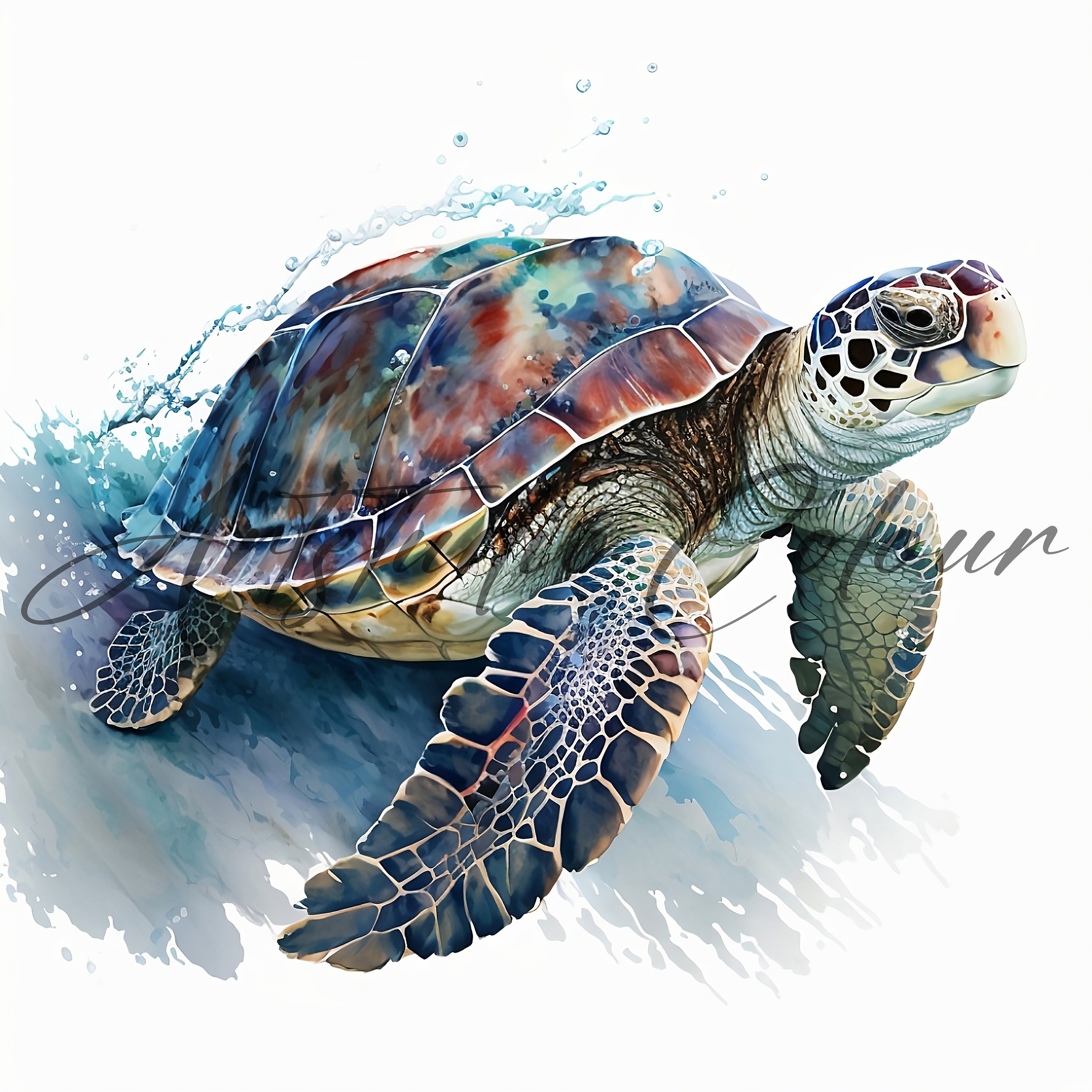 Sea Turtle Clipart 10 High Quality Jpgs Digital Download - Etsy
