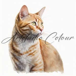 Ginger Tabby Cat Clipart, 10 High Quality Jpgs, Digital Download ...