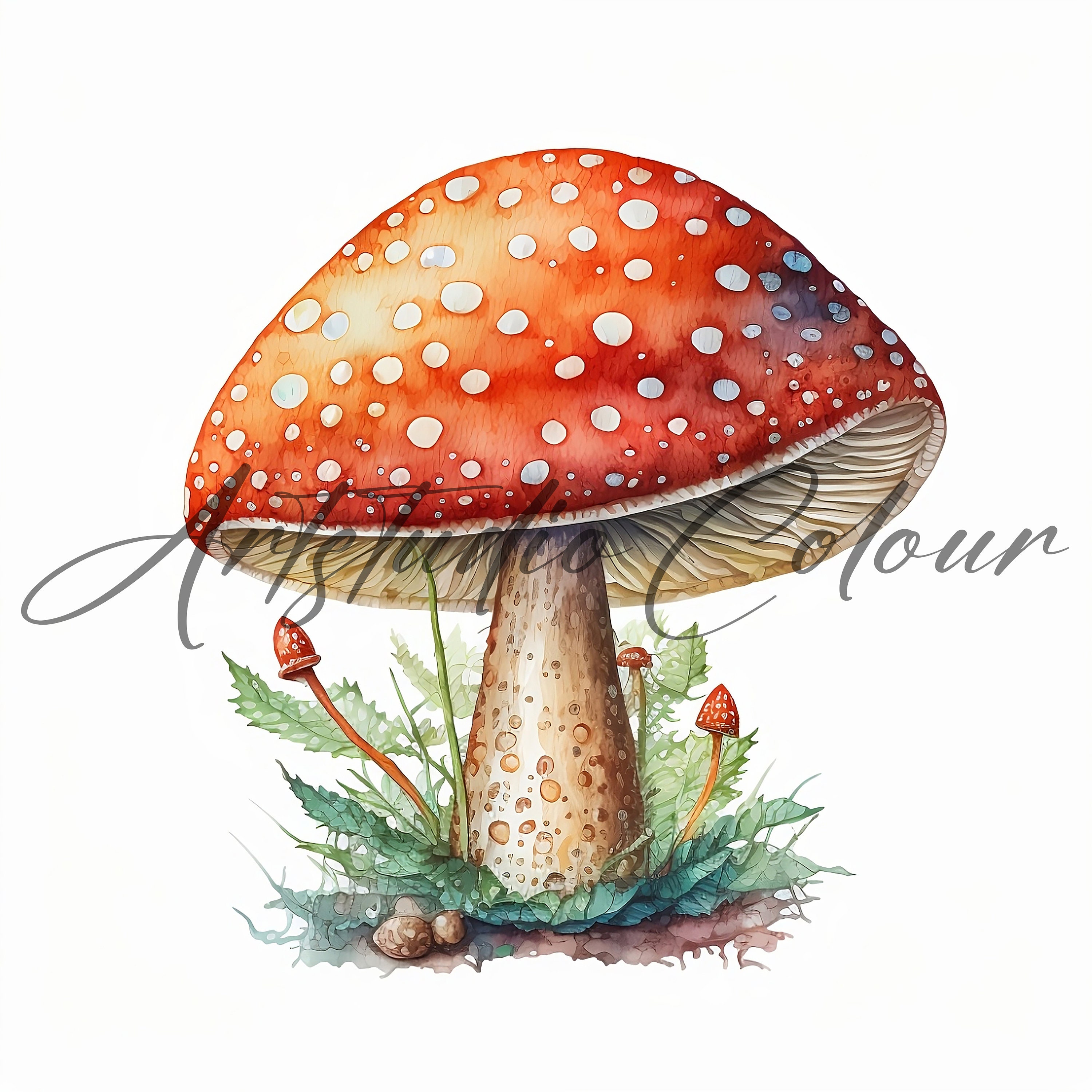 Botanical Toadstool Clipart 10 High Quality Jpgs Digital - Etsy Australia