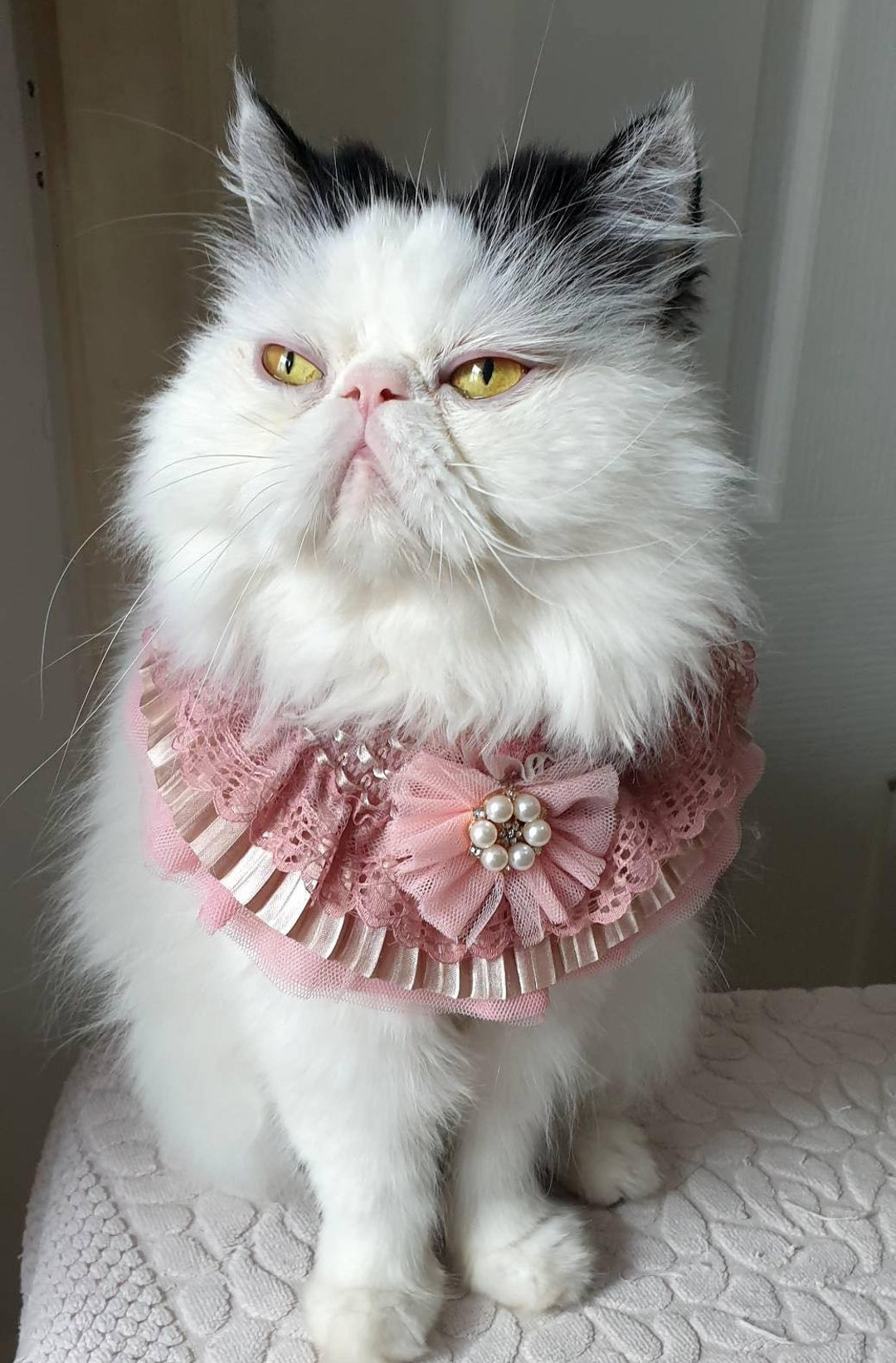 Elegant Tulle Fabric Bolt Lace Pearl Pet Collar - Etsy