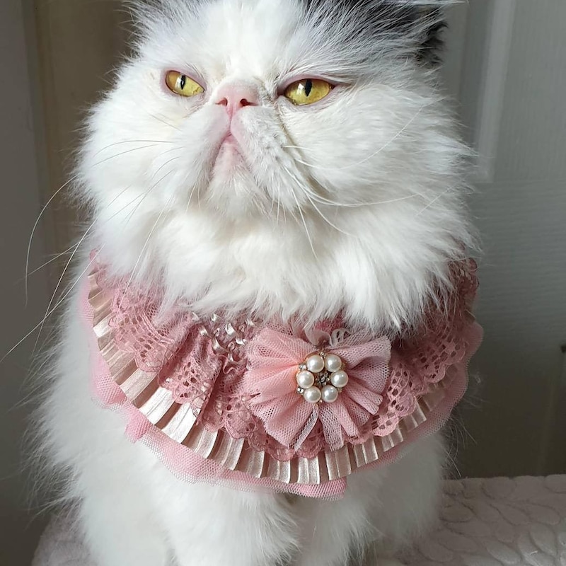Lace Cat Collar - Etsy