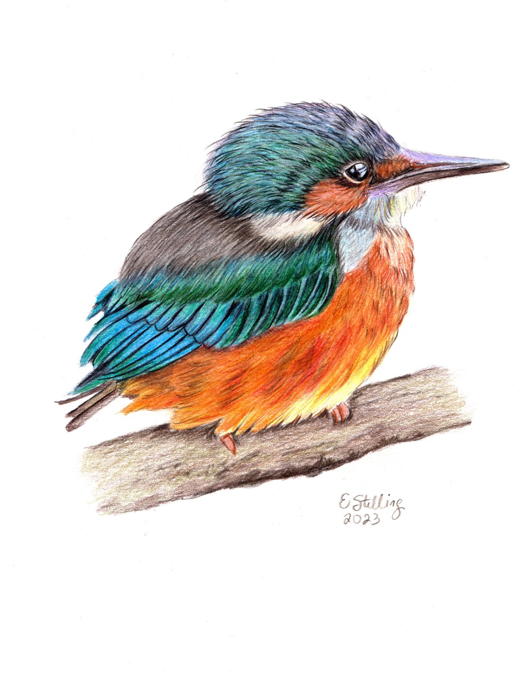 Kingfisher Coloured Pencil Original Drawing 9x 12 - Etsy