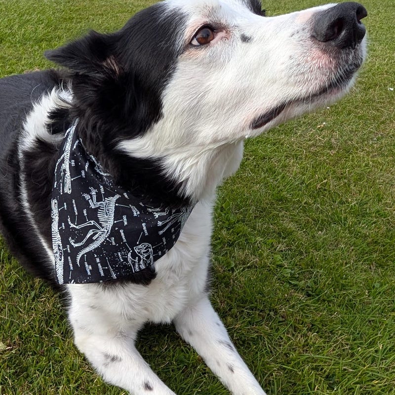 Glow in Dark Dog Bandana - Etsy UK