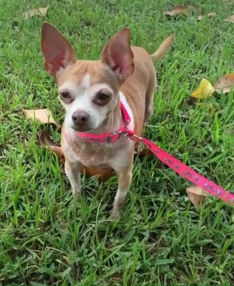 Irene's Special Small "adopt Me" Slip Leash, Convertible Slip Harness ...