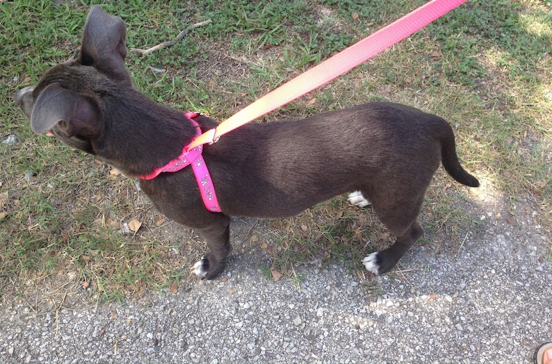 Irene's Special Small "adopt Me" Slip Leash, Convertible Slip Harness ...