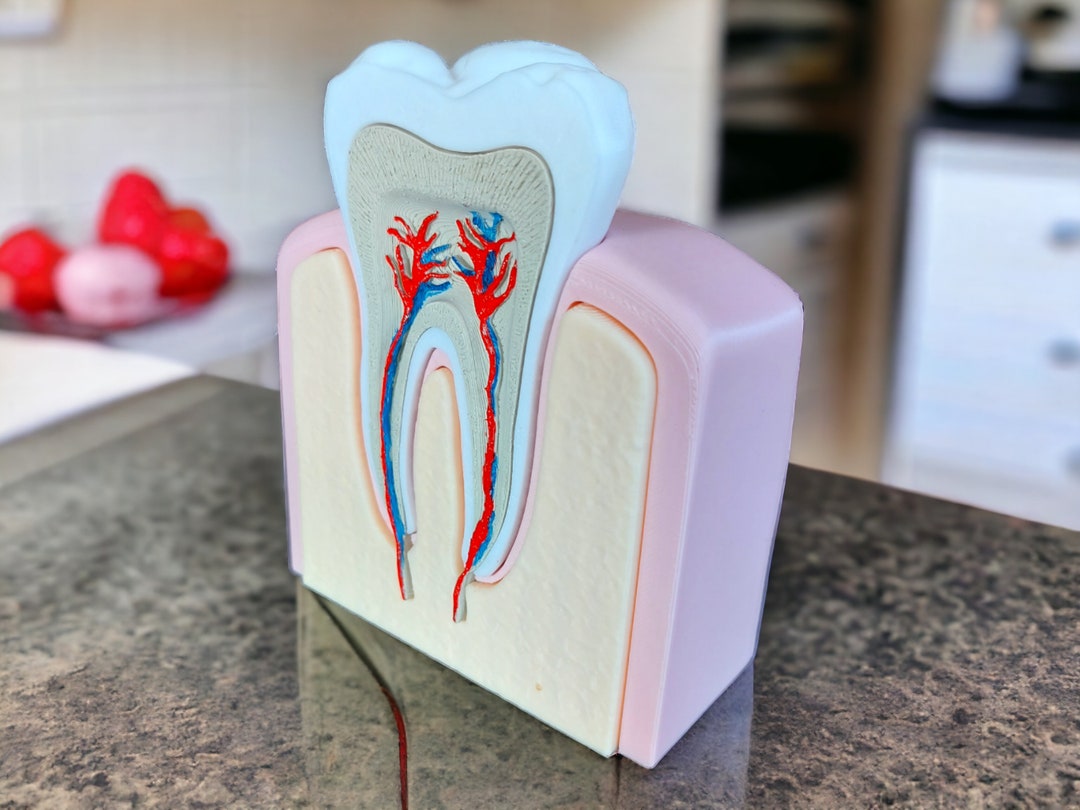 Dental Model Display, Dental Anatomy Education Tooth Model Hand Painted ...