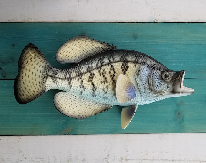 Crappie 14" Fish Wall Replica Decor Hand-painted 3D Freshwater - Etsy