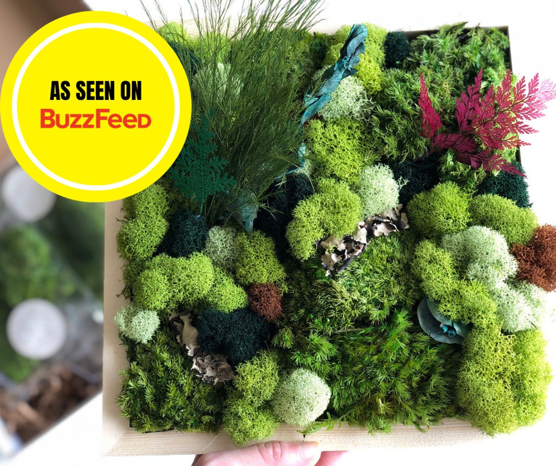 DIY Moss Art Kit Holiday Gift Unique Gift DIY Moss Art - Etsy