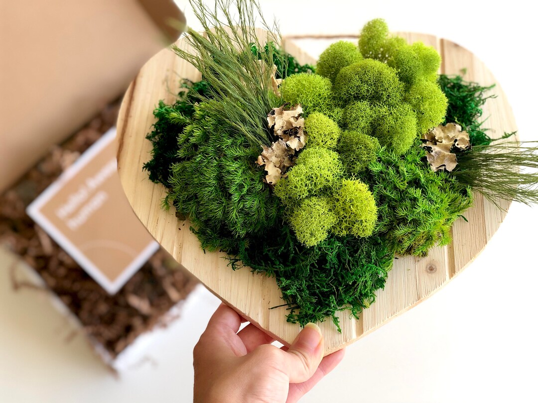 DIY Heart Frame Moss Kit, Wood Moss Art, DIY Kits for Teens Adults ...