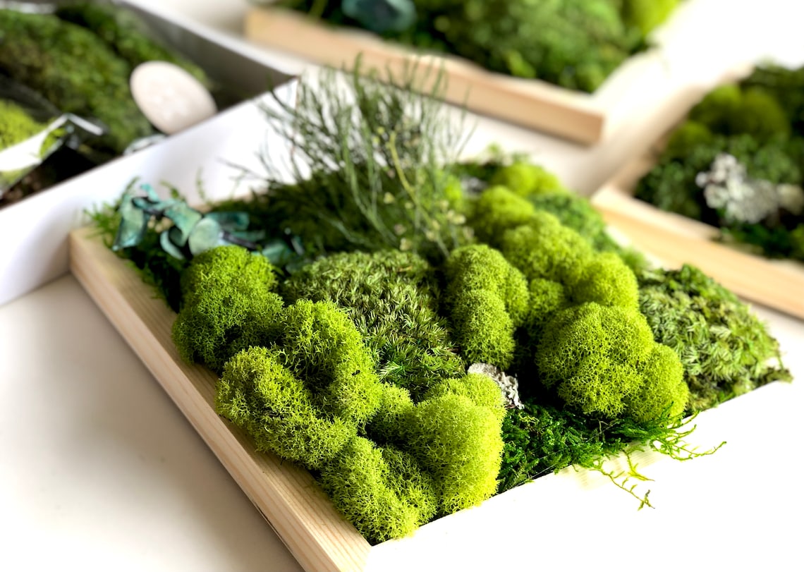 DIY Moss Art Kit Multi Panel Canvas Moss Wall Art DIY Craft - Etsy