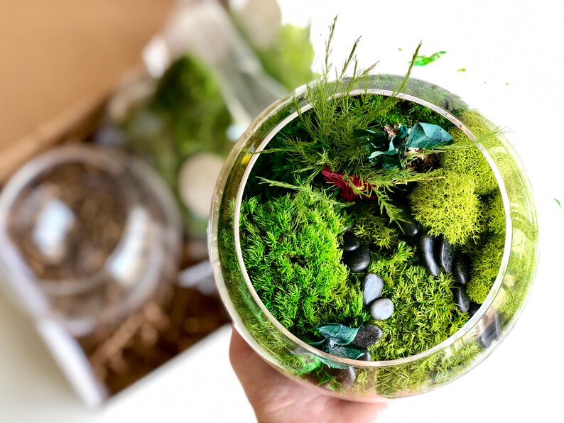DIY Terrarium Kit Glass Terrarium Terrarium Moss Kit - Etsy