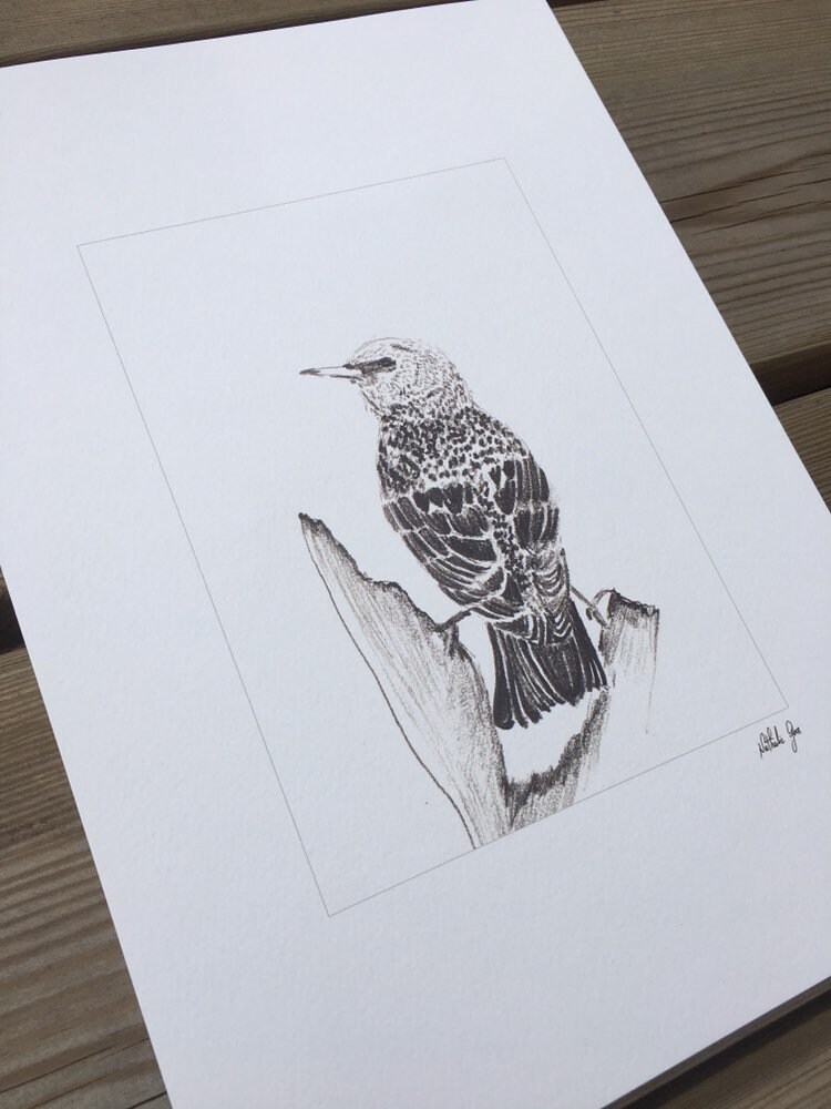 Starling. Pencil Drawing. A4 Print. Gift for Her. Gift for Him - Etsy