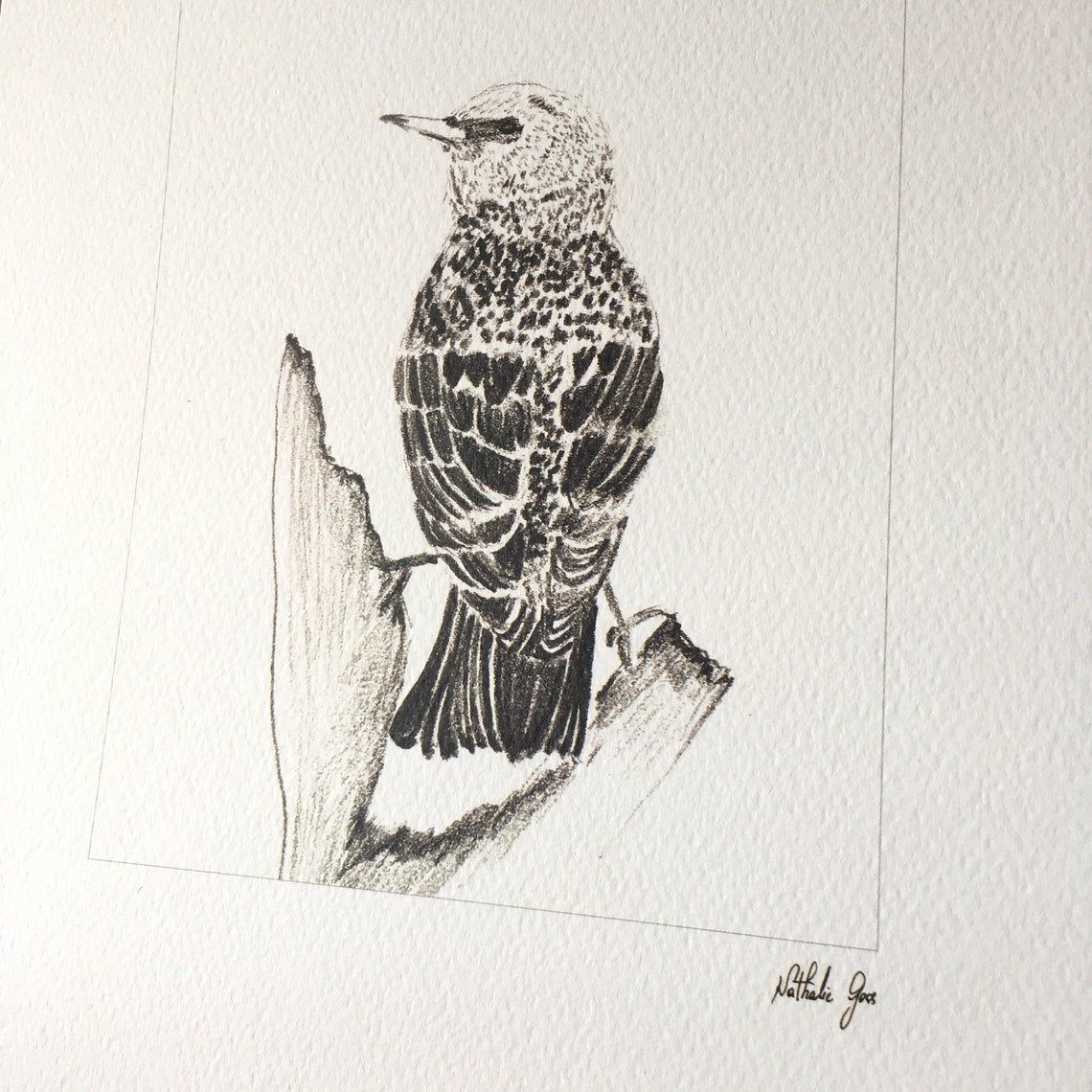 Starling. Pencil Drawing. A4 Print. Gift for Her. Gift for Him - Etsy