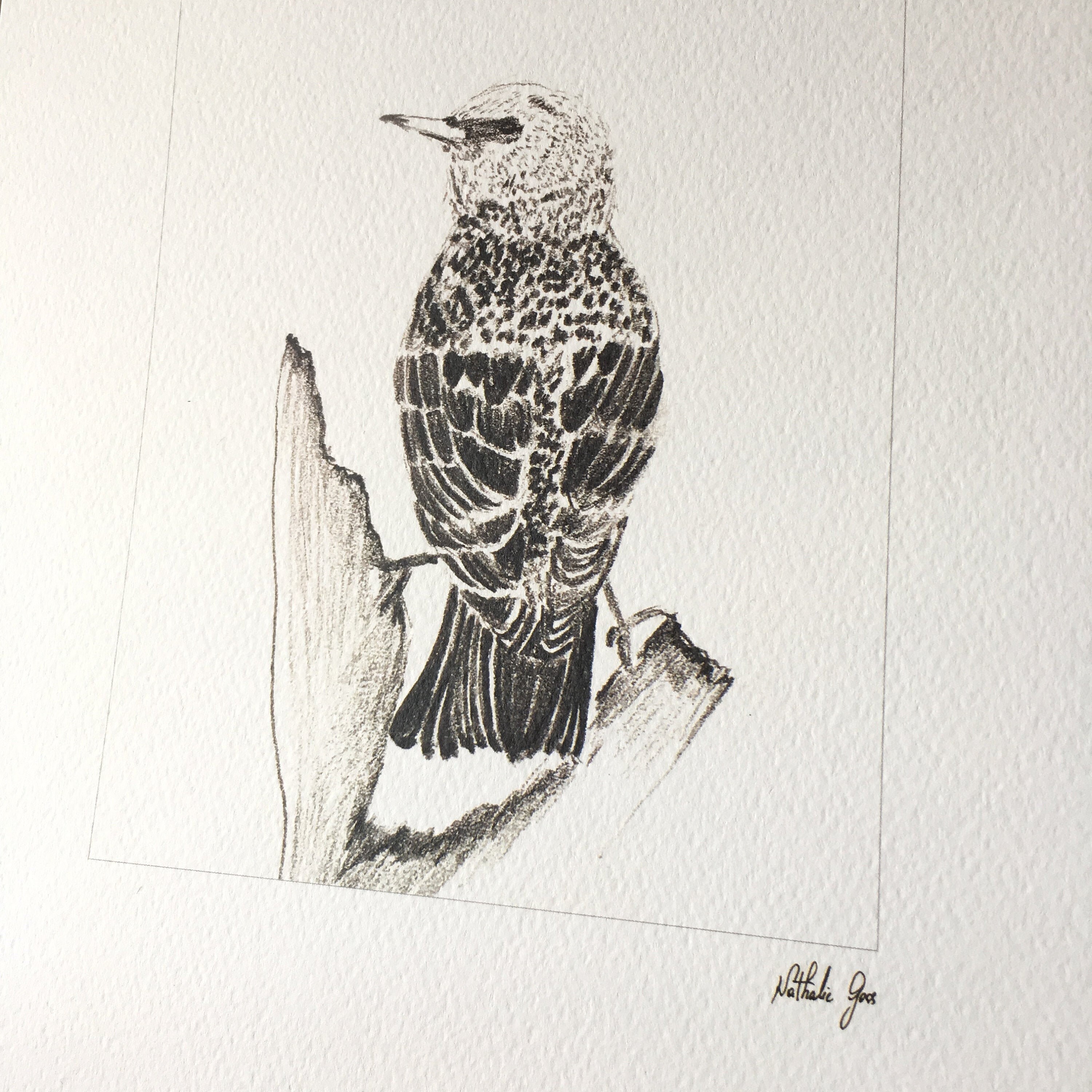 Starling. Pencil Drawing. A4 Print. Gift for Her. Gift for Him - Etsy