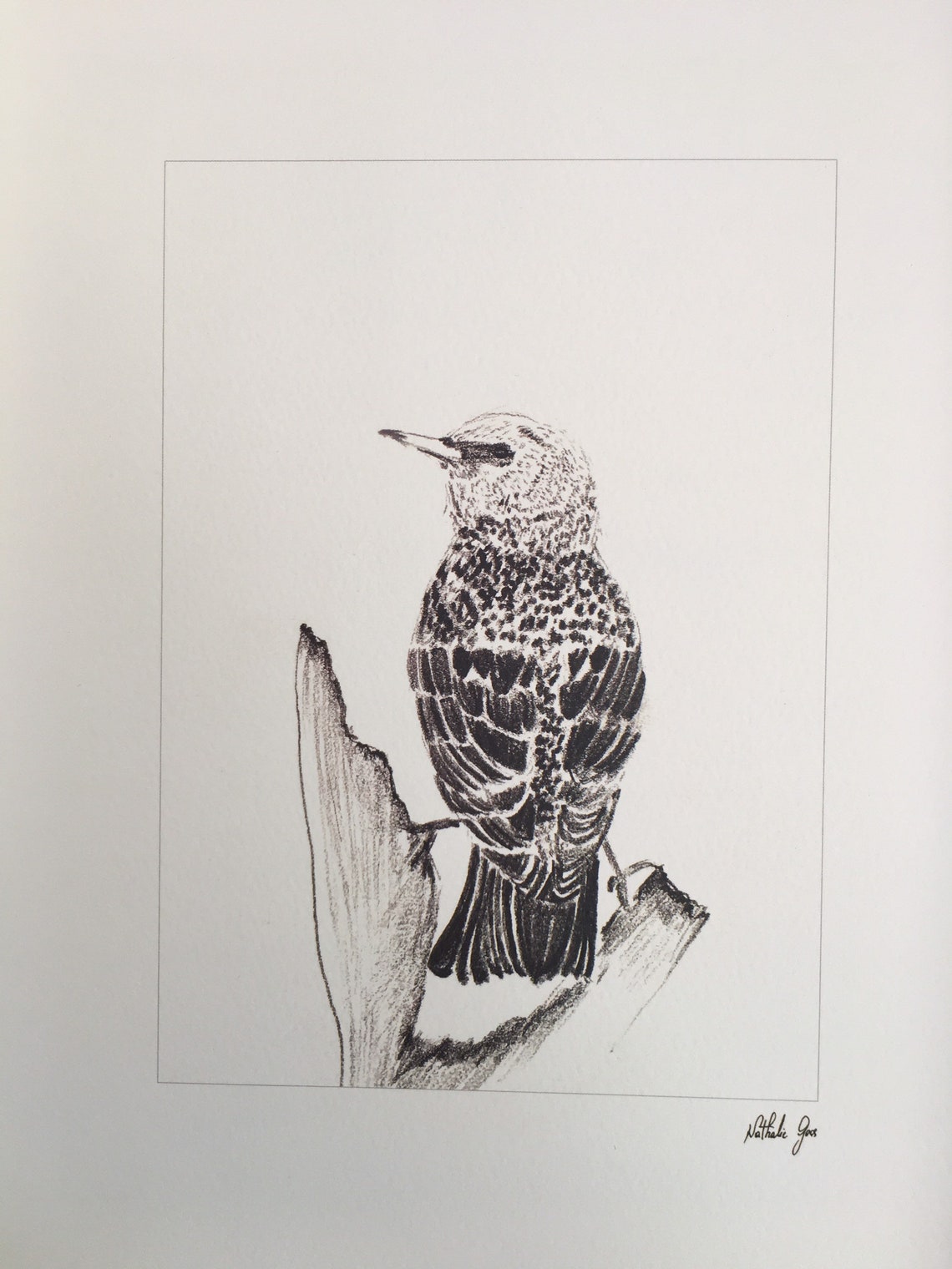 Starling. Pencil Drawing. A4 Print. Gift for Her. Gift for Him - Etsy