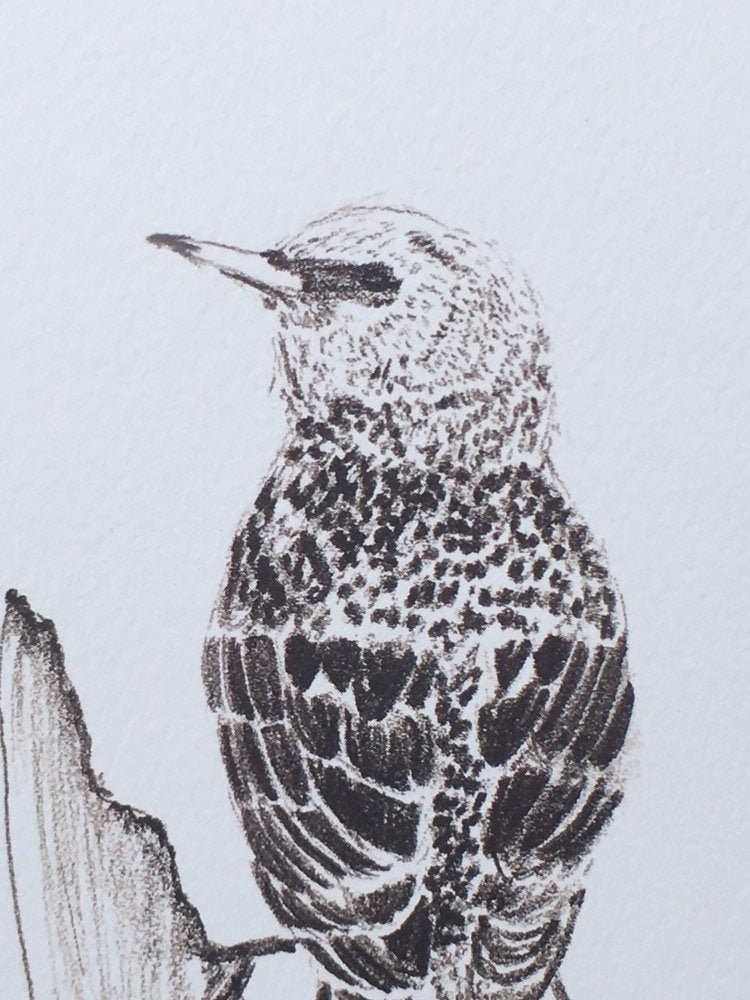 Starling. Pencil Drawing. A4 Print. Gift for Her. Gift for Him - Etsy