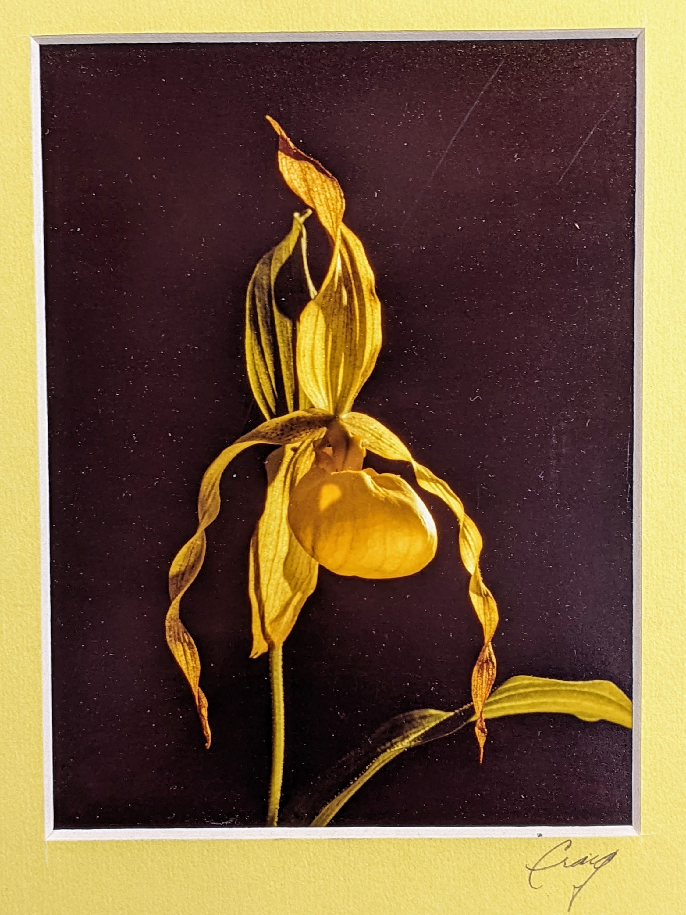 Dennis Craig Rosen Fine Art Photographs of Flowers - Etsy