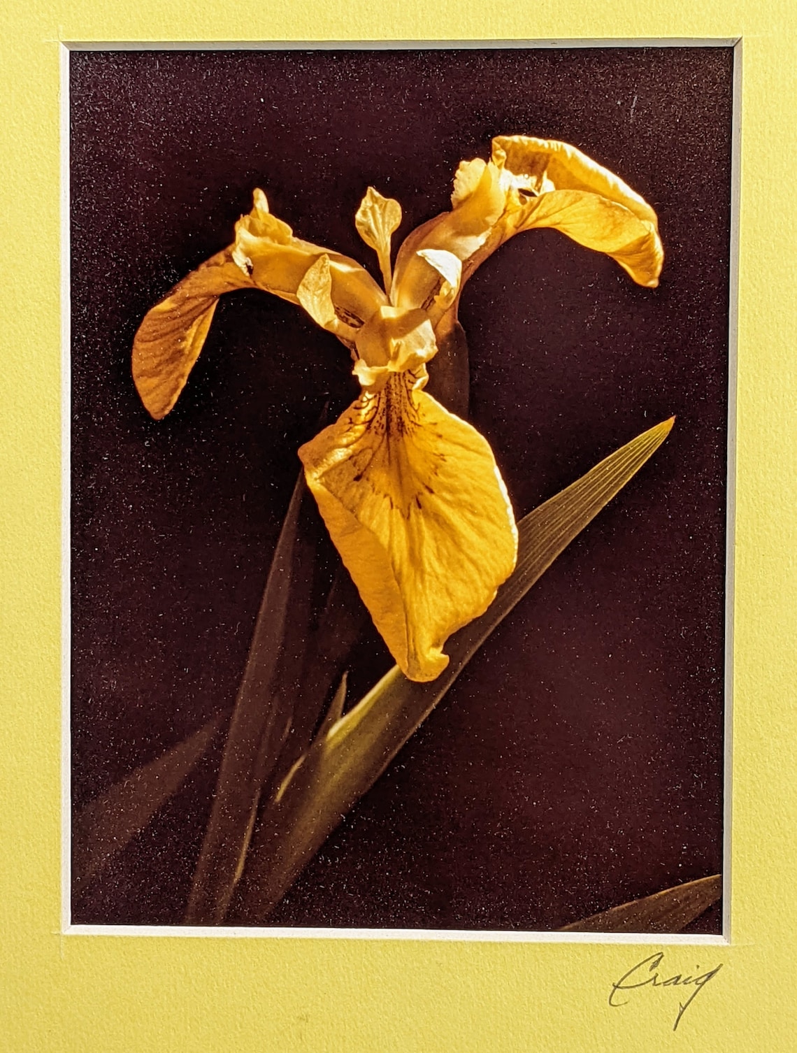 Dennis Craig Rosen Fine Art Photographs of Flowers - Etsy