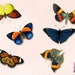 Flower & Butterfly Matching File Folder - Etsy
