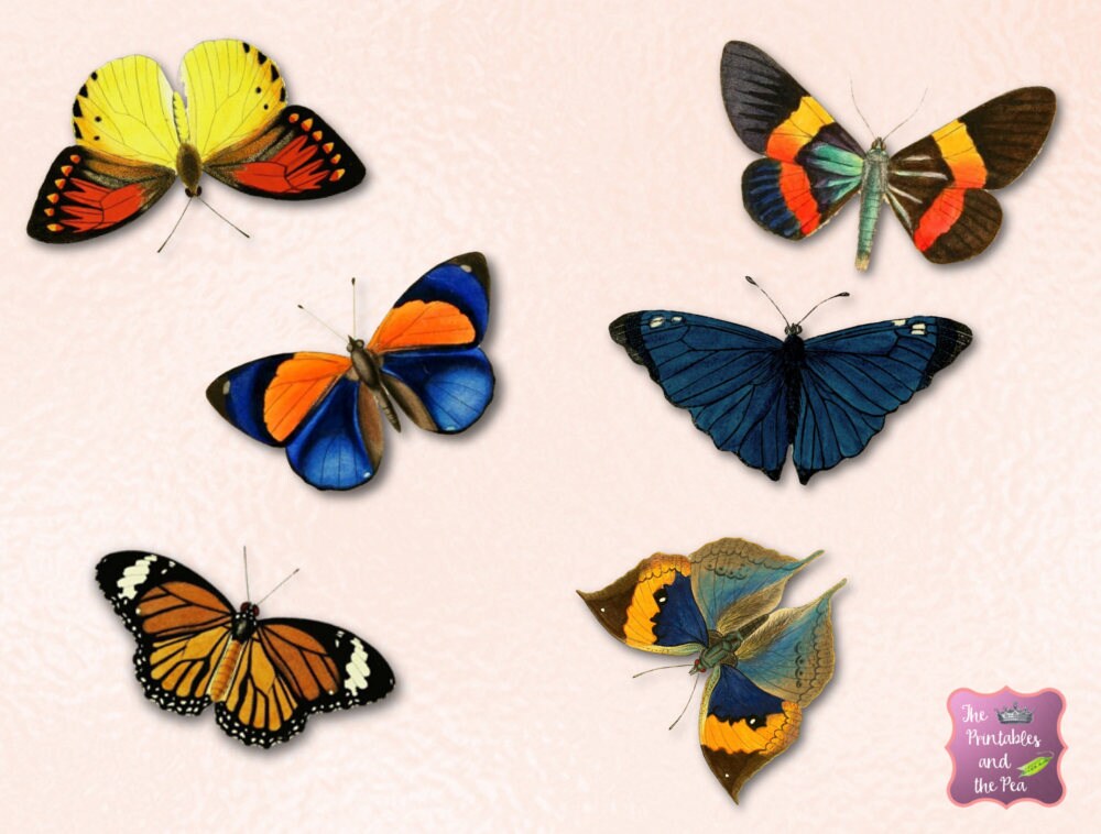 Flower & Butterfly Matching File Folder - Etsy