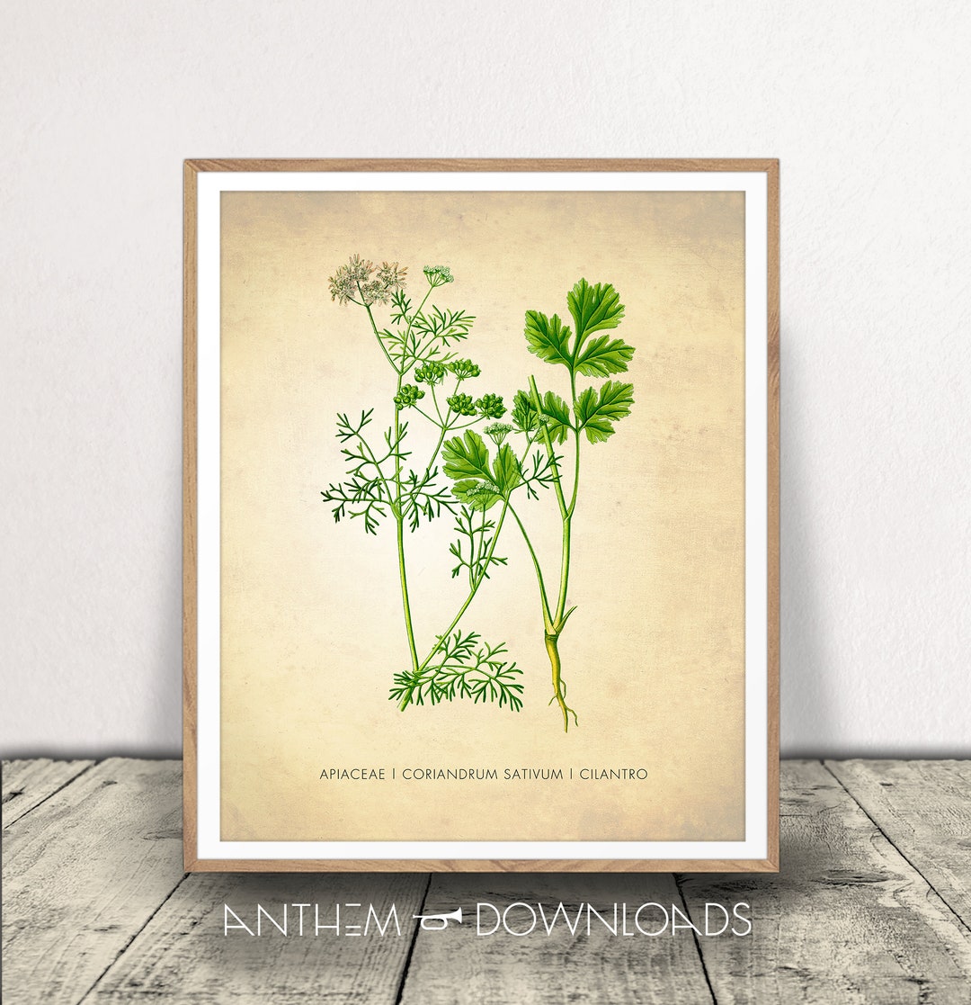 Cilantro Art Print - Herb Poster - Botanical Sign - Kitchen Decor ...