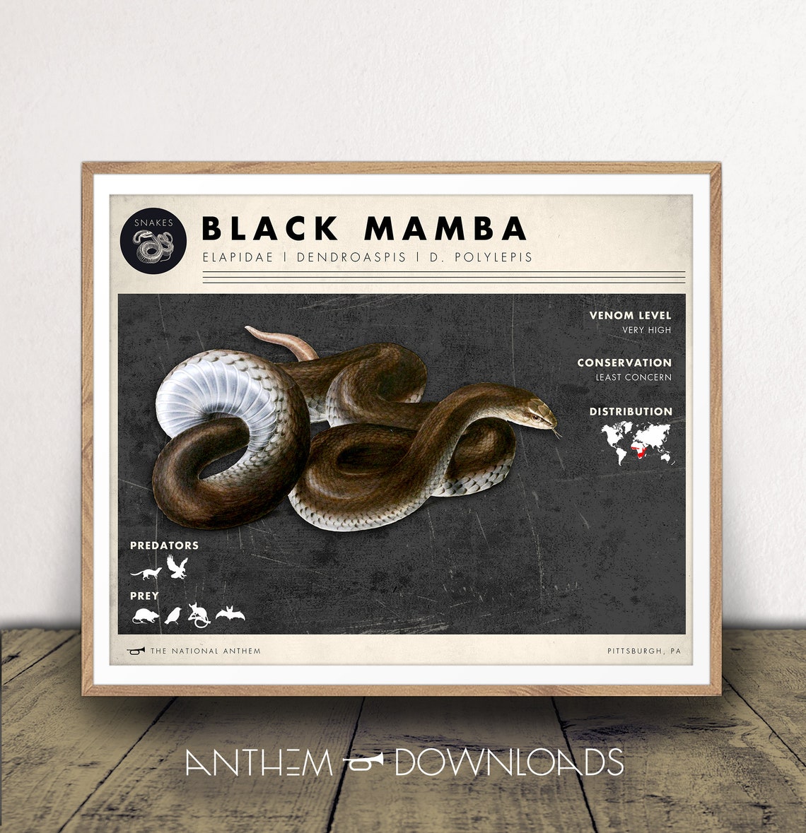 Black Mamba Art Print - Snake Chart Poster - Kids Room Decor - Science ...