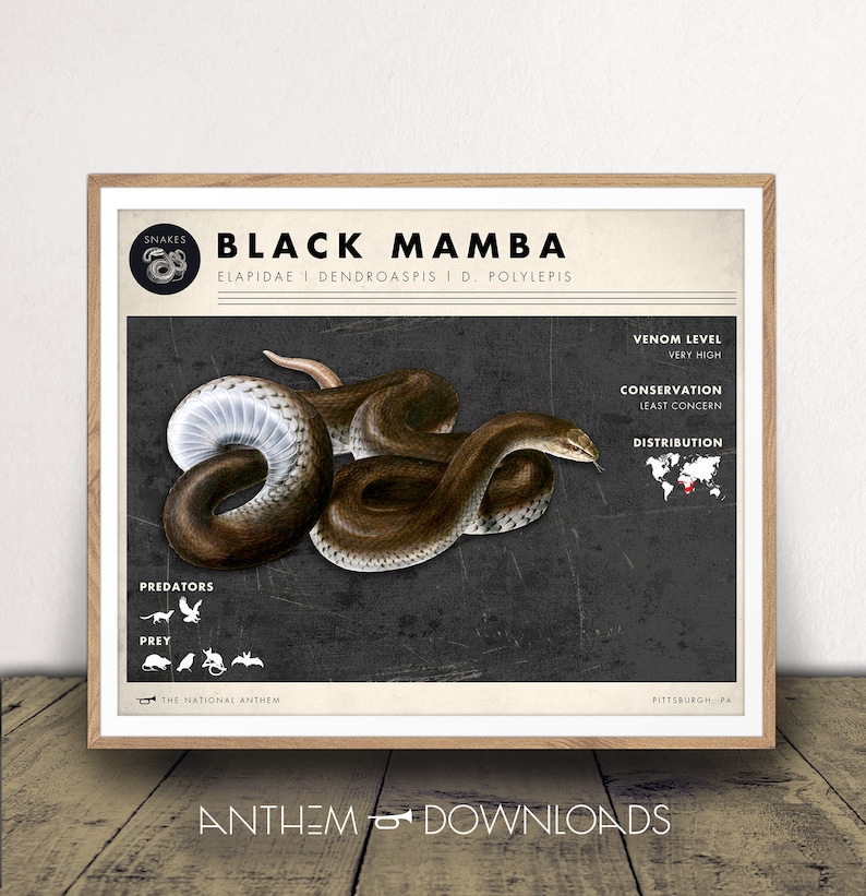 Black Mamba Art Print - Snake Chart Poster - Kids Room Decor - Science ...