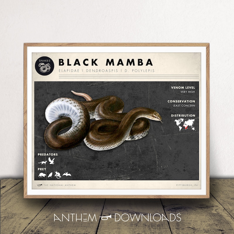 Black Mamba - Etsy