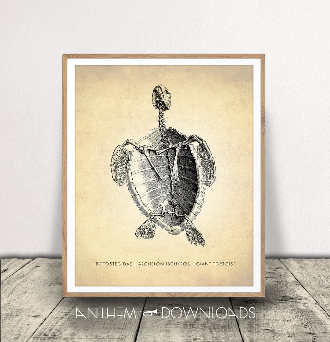 Giant Tortoise Art Print - Prehistoric Species Poster - Natural History ...