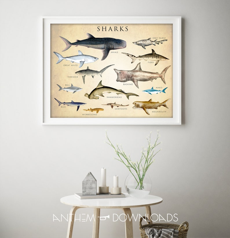 Shark Chart Art Print Sharks Poster Natural History Chart - Etsy