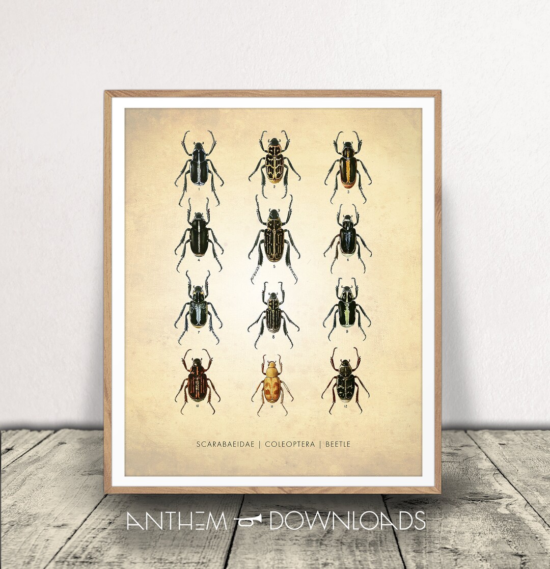 Beetles Art Print Entomology Poster Natural History Decor Classroom ...