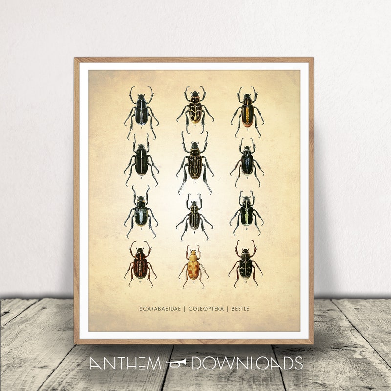 Insect Chart - Etsy