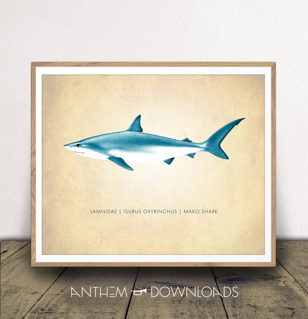 Mako Art Print - Shark Chart - Natural History Poster - Classroom Decor ...