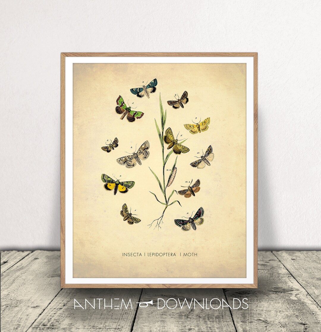 Moth Art Print - Moth Chart - Natural History Decor - Insect Poster ...