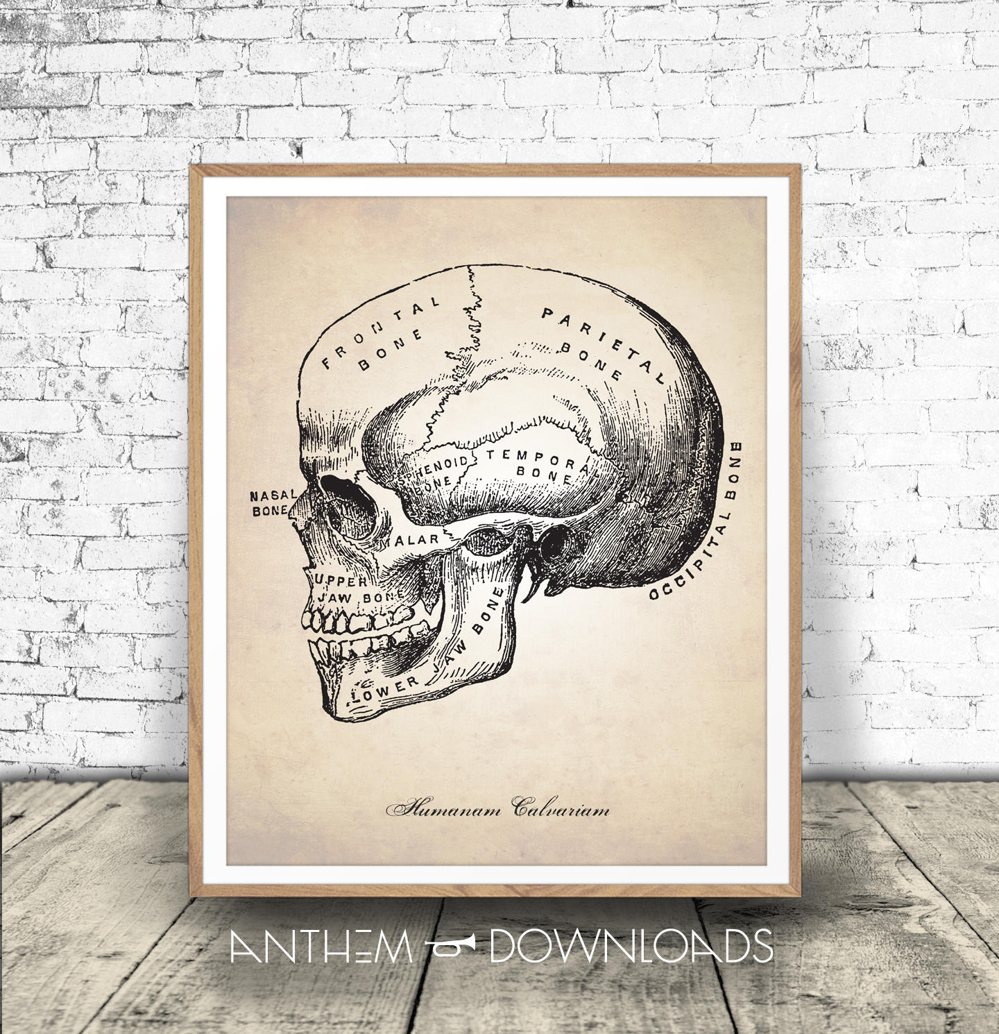 Skull Print Human Anatomy Poster Medical Illustration - Etsy