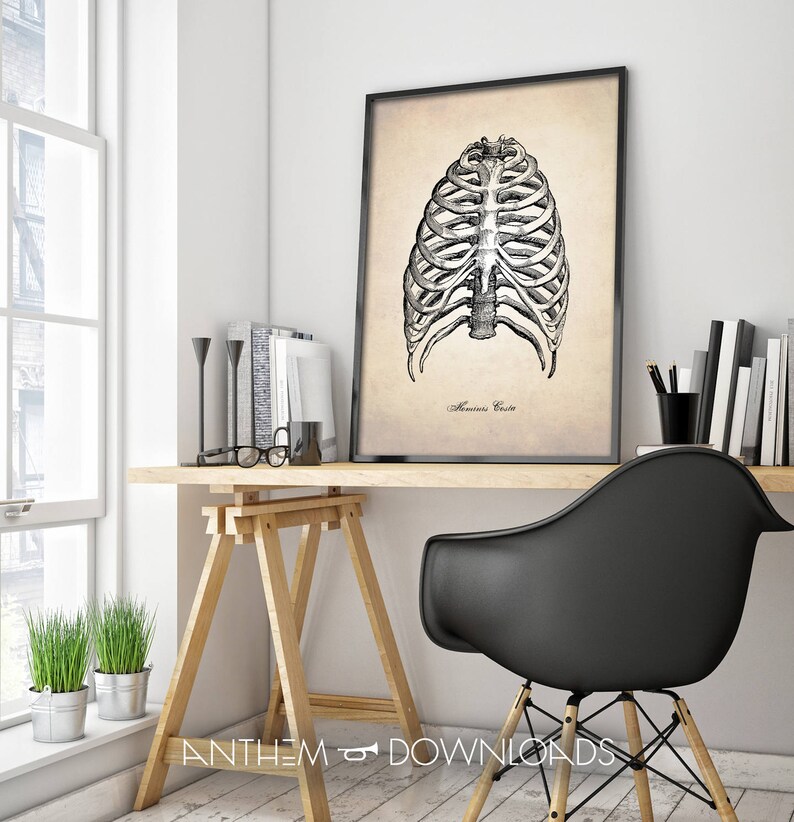 Rib Cage Art Print - Anatomy Drawing - Human Ribs - Medical Art - Human ...