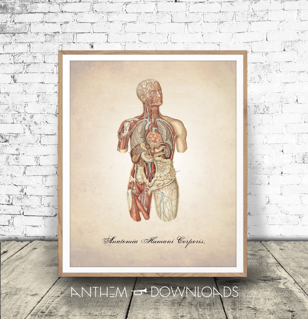 Human Anatomy Art Print - Anatomy Download - Human Body Diagram ...