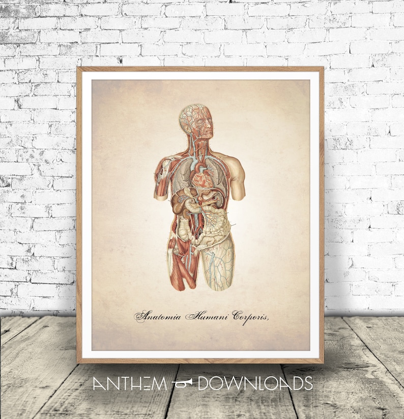 Human Anatomy Art Print - Anatomy Download - Human Body Diagram ...