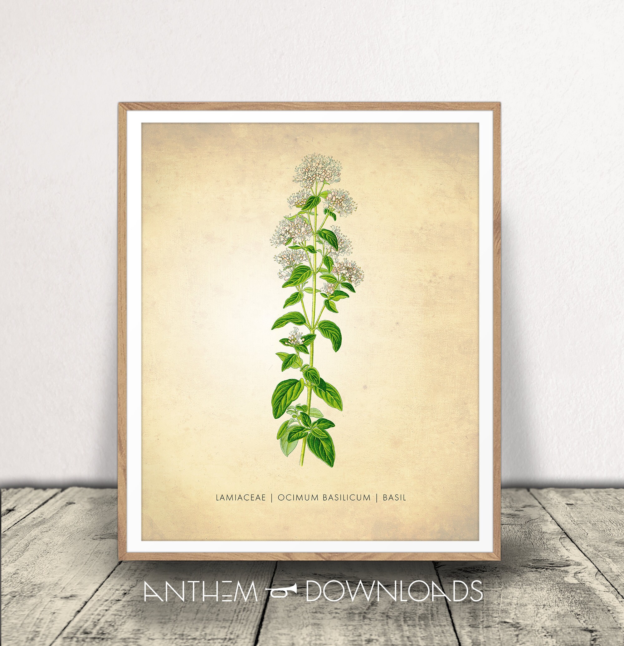 Basil Art Print Herbs and Spices Poster Kitchen Chart Cooking Decor ...