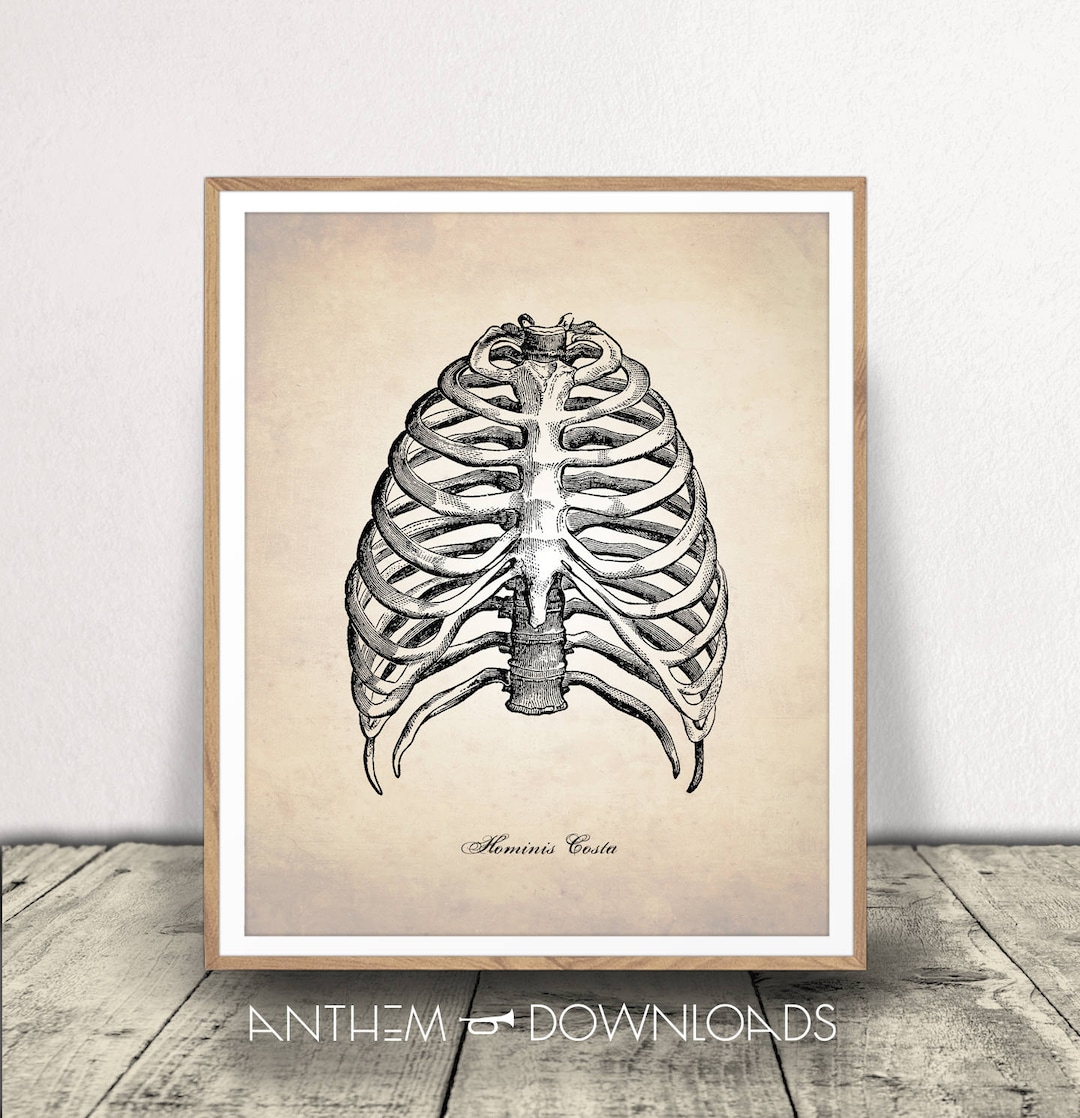 Rib Cage Art Print Anatomy Drawing Human Ribs Medical Art Human Anatomy ...