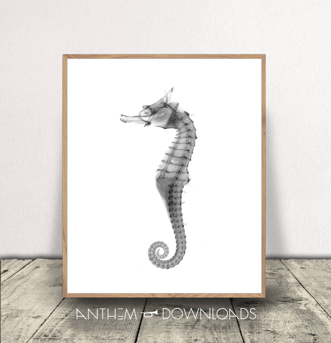 Seahorse Xray Art Print - Black and White X-ray Print - Marine Life ...