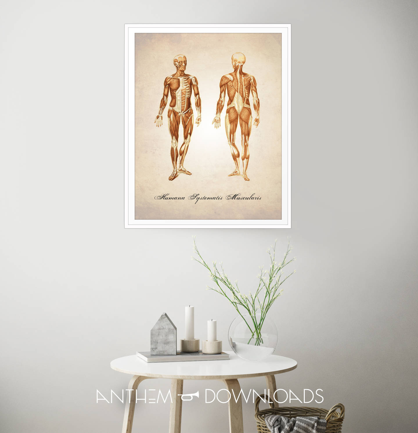 Human Anatomy Print - Muscular System Diagram - Muscles Poster ...