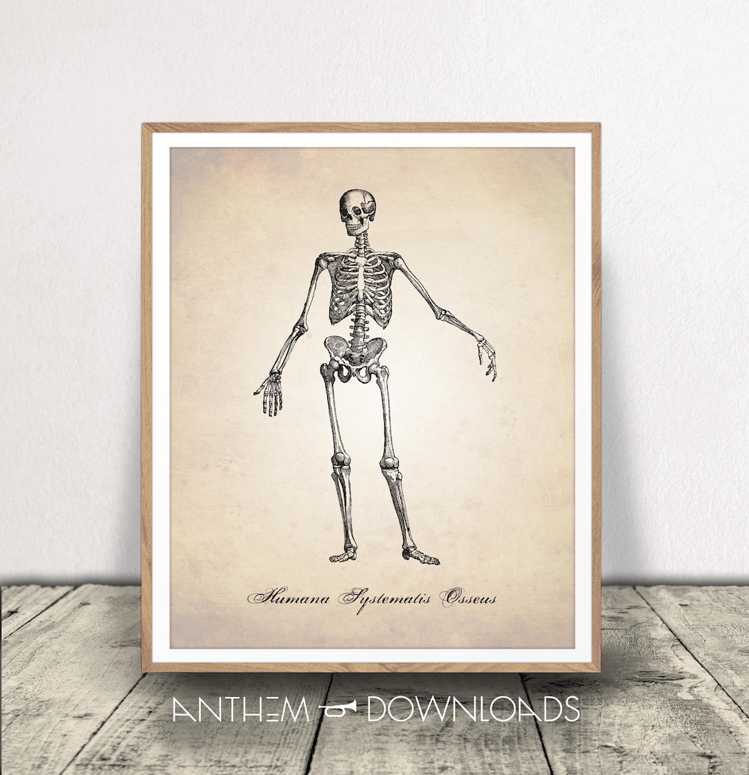 Skeletal System Art Print - Human Anatomy Wall Art - Skeleton Poster ...