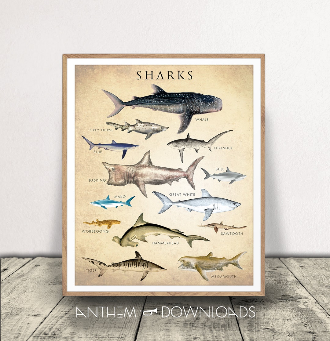 Shark Chart Art Print Sharks Poster for Kids Room Natural History Chart ...