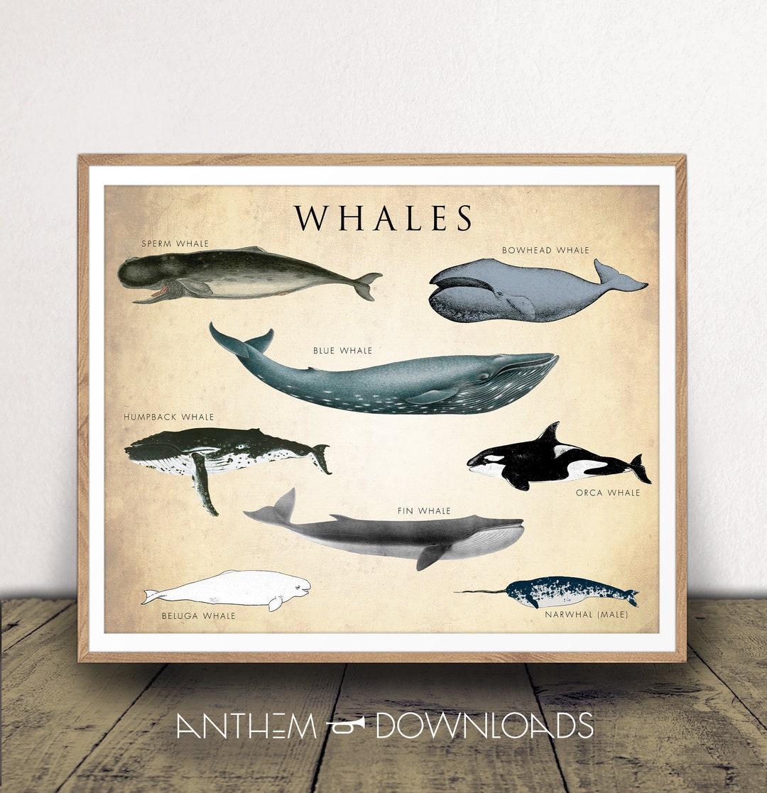 Whale Chart - Natural History Poster - Whale Art Print - Science and ...
