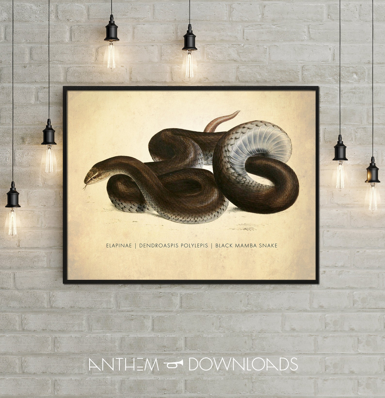 Black Mamba Art Print - Reptile Poster - Oddities Wall Art - Science ...