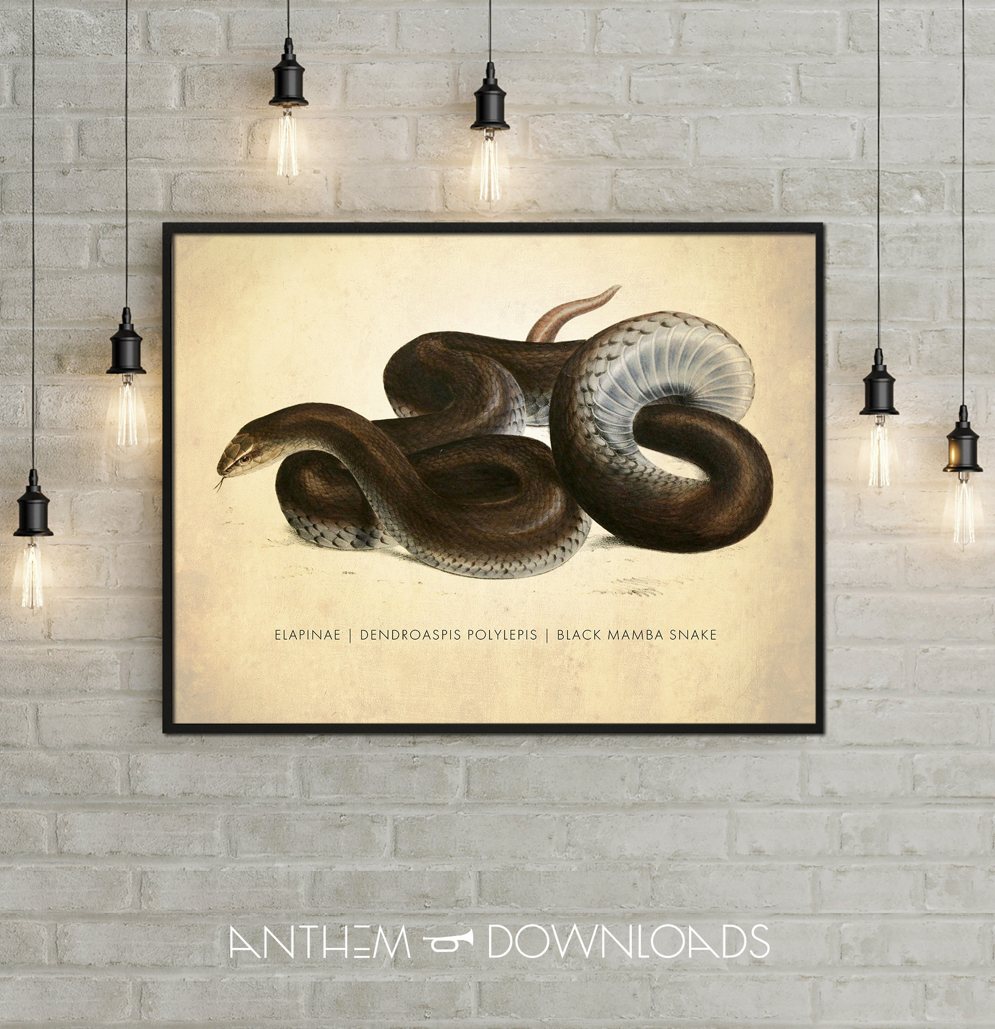 Black Mamba Art Print - Reptile Poster - Oddities Wall Art - Science ...
