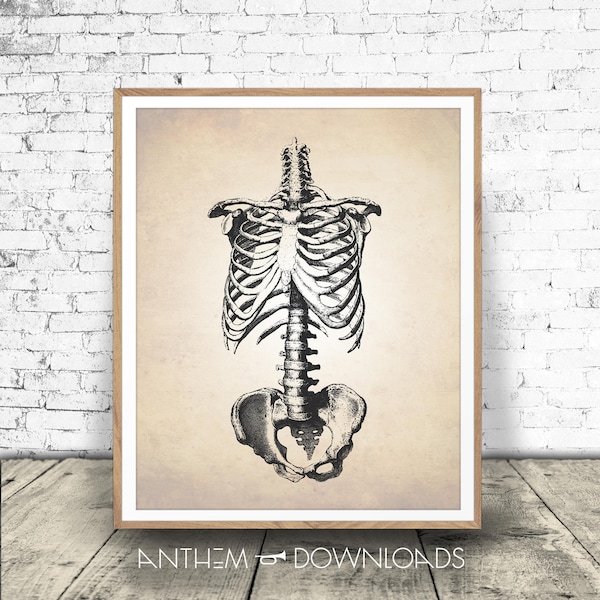 Skeletal System Printable Diagram - Etsy