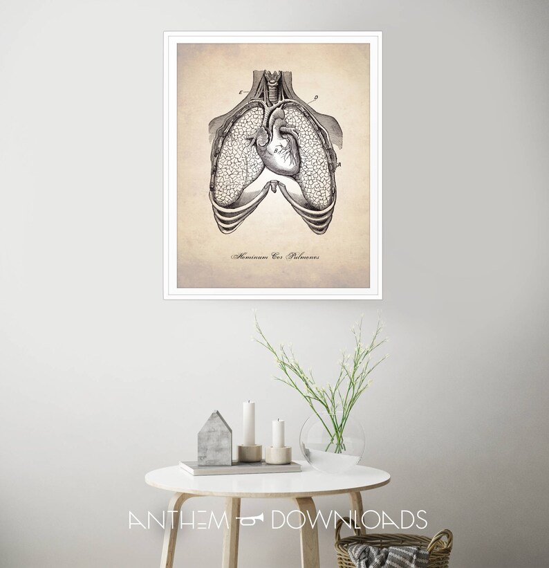 Printable Human Anatomy Art Heart and Lungs Poster Medical - Etsy
