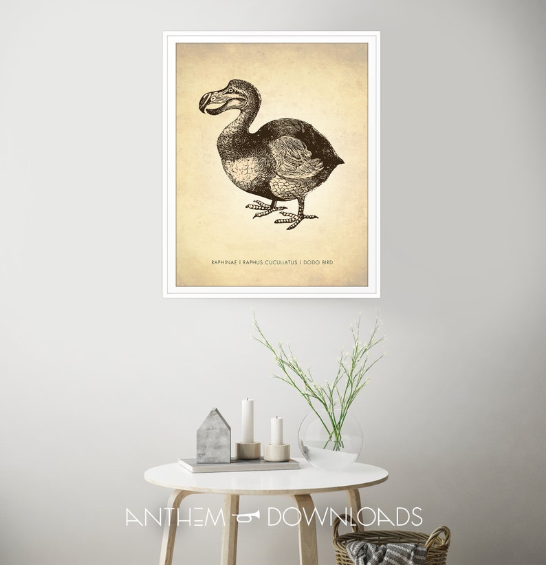 Dodo Bird Art Print - Dodo Poster - Natural History Decor - Classroom ...